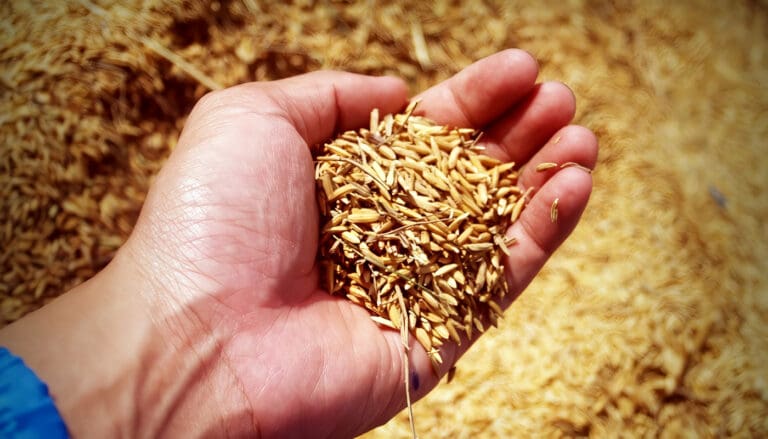 Cascarilla de Arroz, solución para la Producción Agrícola